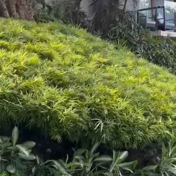 Jual Tanaman hias ararea kuning list tanaman paketan 150 pohon | Shopee ...