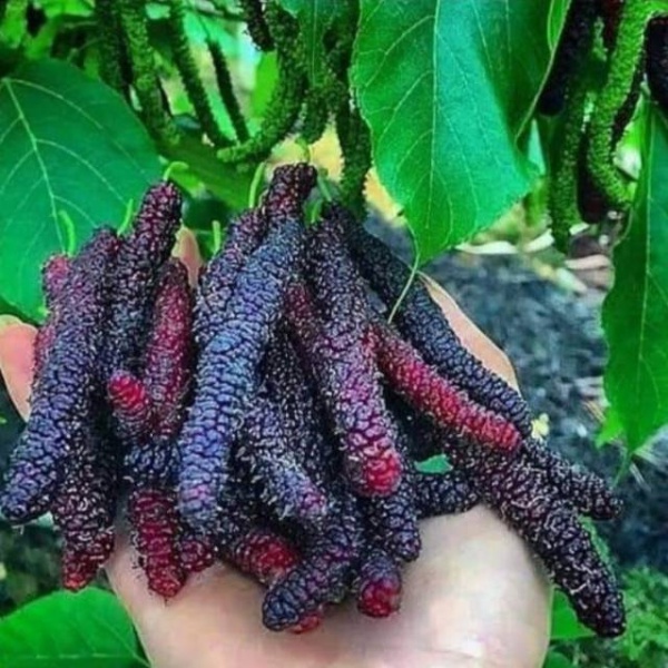 Jual bibit buah long murbei Jumbo stek batang cepat berbuah bibit long ...