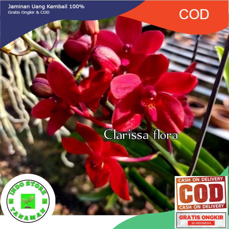 Jual ANGGREK DENDROBIUM SUPER RED-sudah Knop/Spike-DENDROBIUM-ANGGREK ...