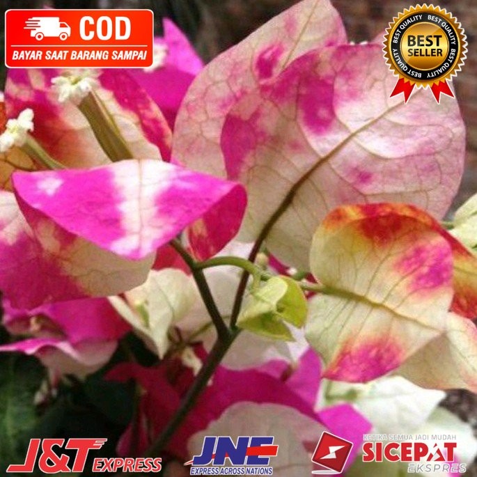 Jual TANAMAN HIAS BUGENVIL BUNGA KERTAS//CITRA INDIA | Shopee Indonesia