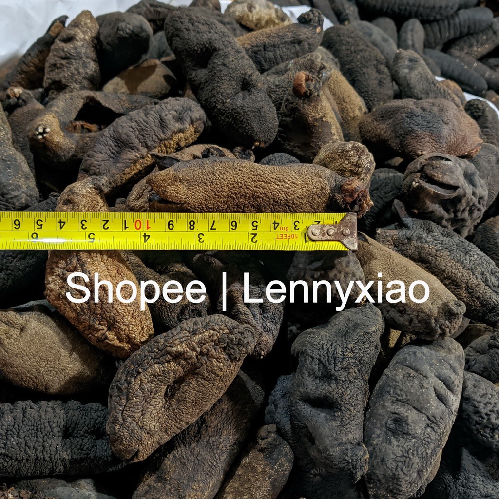 Jual Teripang Kiku Hai Sim Hoi Sem HoiSem Haisim Sea Cucumber Trepang ...