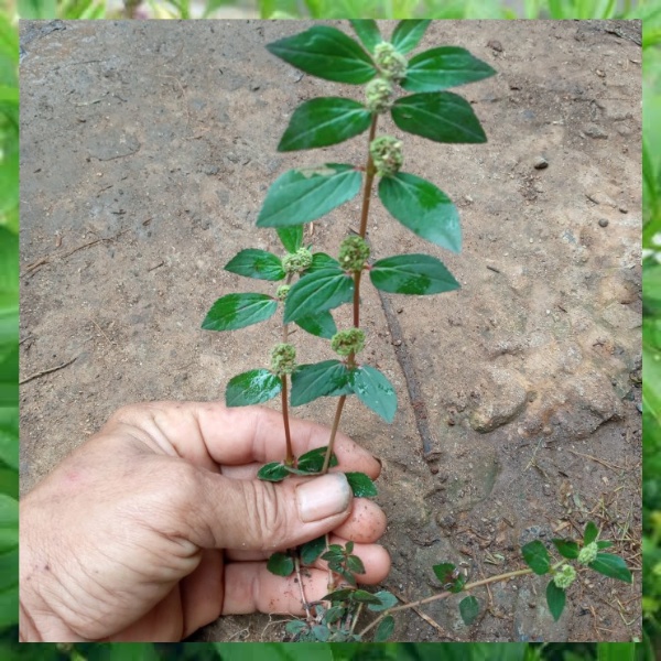 Jual `bibit tanaman herbal patikan kebo bibit patikan kebo siap tanam ...