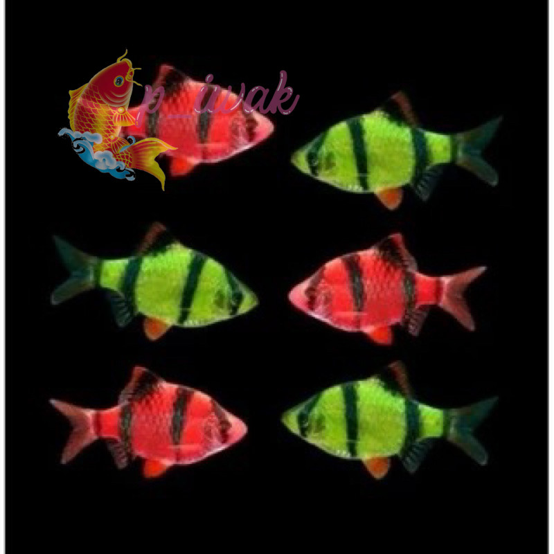 Jual Sumatra tiger barb hias Isi 10 Merah Hijau | Shopee Indonesia