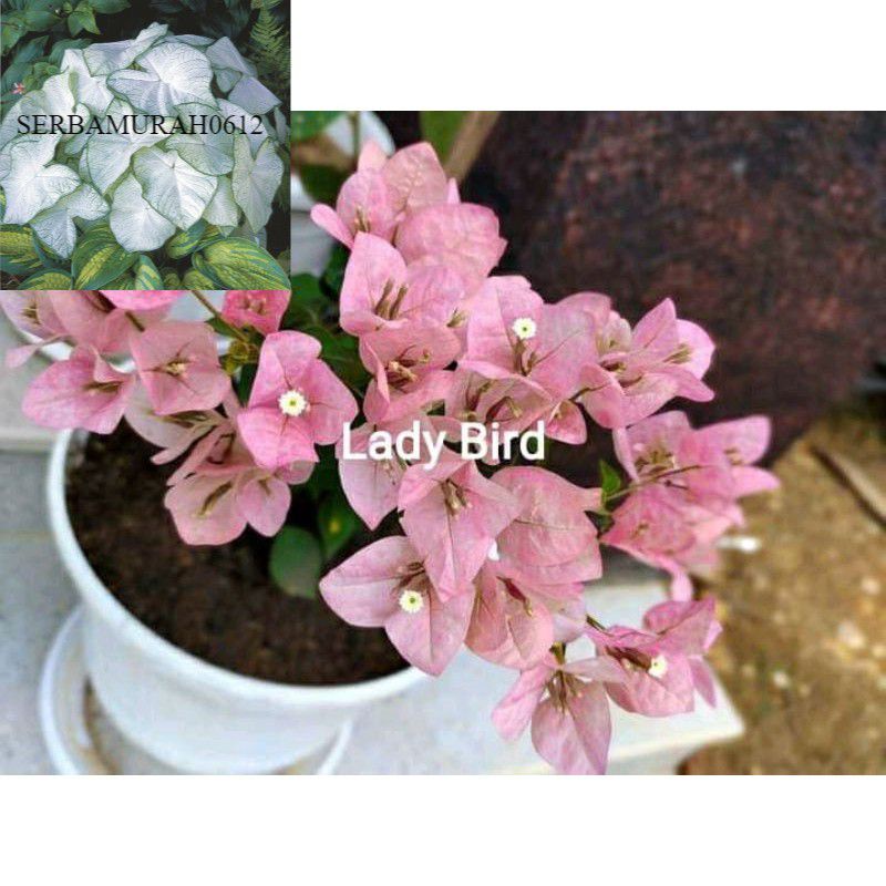 Jual TANAMAN HIAS BUGENVIL BUNGA KERTAS//LADY BIRD TANAMAN HIAS ...