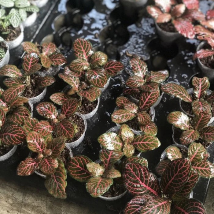 Jual Fittonia Mini Red | Tanaman Hias Fittonia/Terrarium | Shopee Indonesia