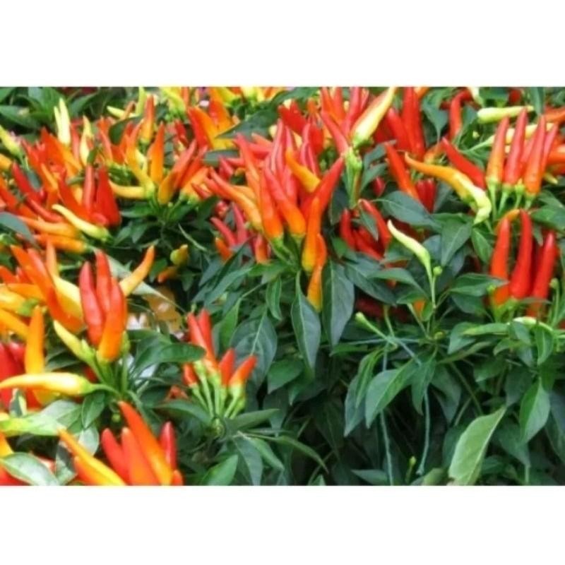 Jual 500 BENIH BIJI CABE RAWIT SETAN PRENTUL SUPER | Shopee Indonesia