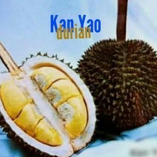 Jual Bibit Durian Kanyao / Durian Kanjau Thailand tinggi 1 meter ...