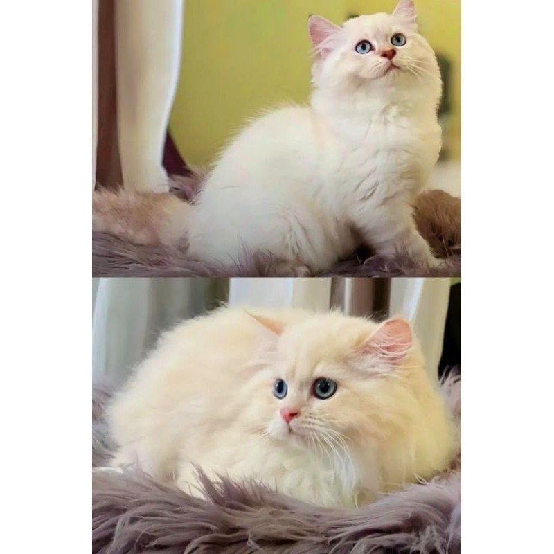 Jual kucing kitten ragdoll red bicolor dan lynx point non ped | Shopee ...