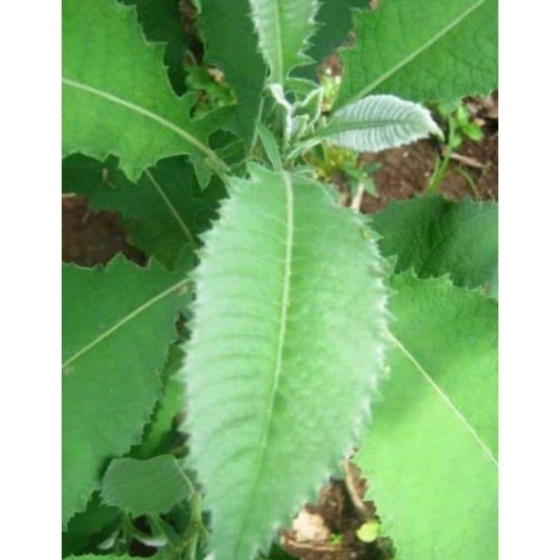 Jual New Promo Bibit Daun sembung - bibit tanaman sembung (R_family ...