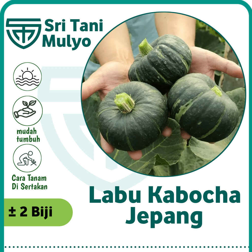 Jual 2 Biji - Benih Labu Jepang KABOCHA Hijau KNOWN YOUS SEEDS - First ...