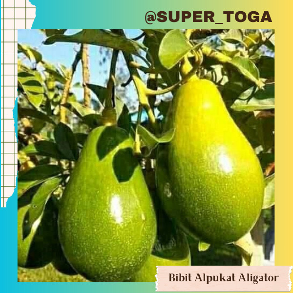 Jual Tinggi 2 meter Bibit Alpukat Aligator Jumbo siap Berbuah ( tinggi ...