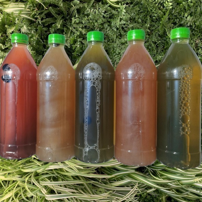 Jual Shampoo Mengkudu Kucing Anjing 100 ML Natural Pets Kutu Jamur ...