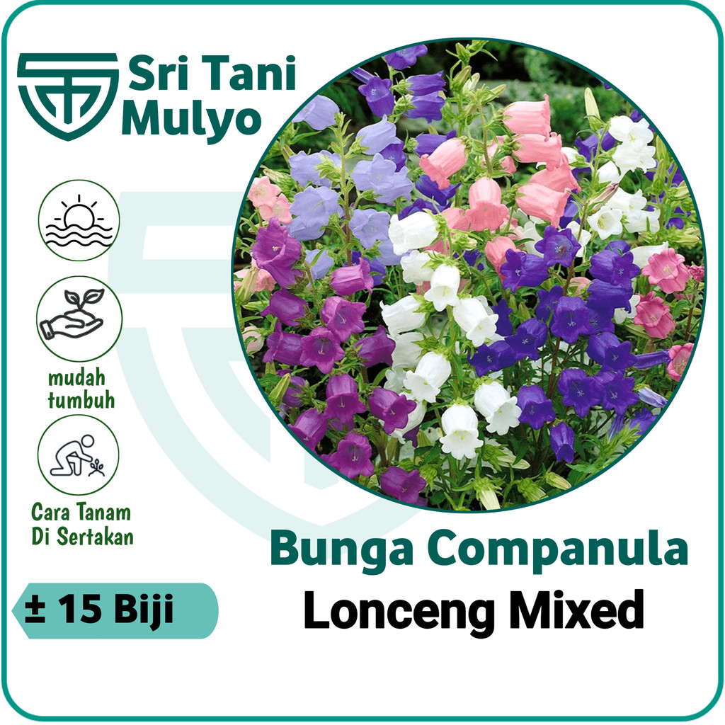 Jual 15 Benih Bunga Lonceng Bibit Bellflower Campanula Mix Color ...