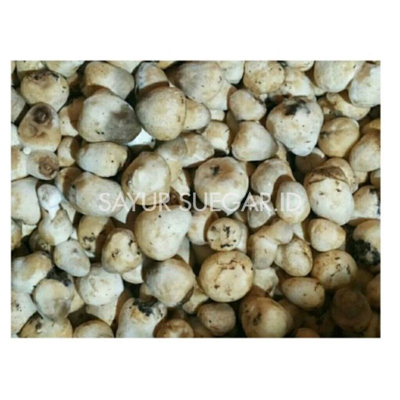 Jual Jamur Merang 1 kg | Shopee Indonesia