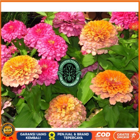 Jual Tanaman Hidup Bunga Zinnia California / Bunga Kertas Import 4 ...