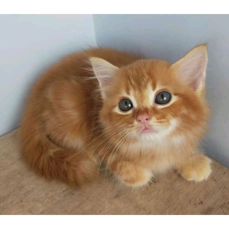 Jual Promo diskon 65% READY (BULU ORENS) KUCING KITTEN PERSIA MEDIUM ...