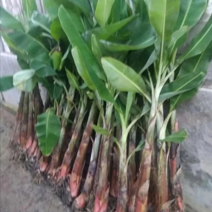 Jual bibit pisang raja bulu unggul benih | Shopee Indonesia