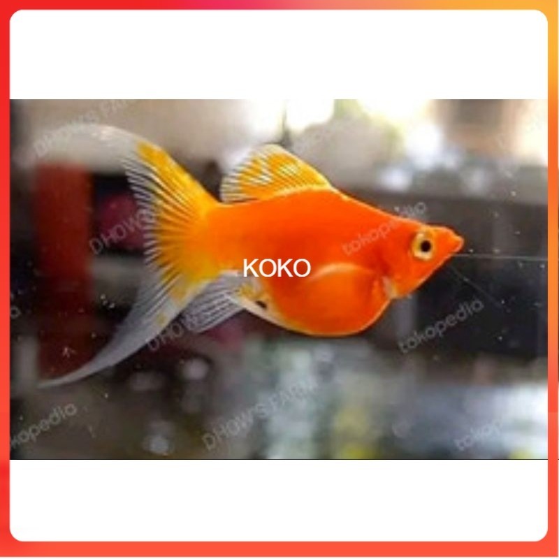 Jual MOLLY balon OREN CAWANG | Shopee Indonesia