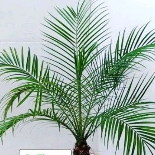 Jual -> ( BISA COD ) Tanaman Hias Palem Phoenix - Bibit Tanaman Palm ...