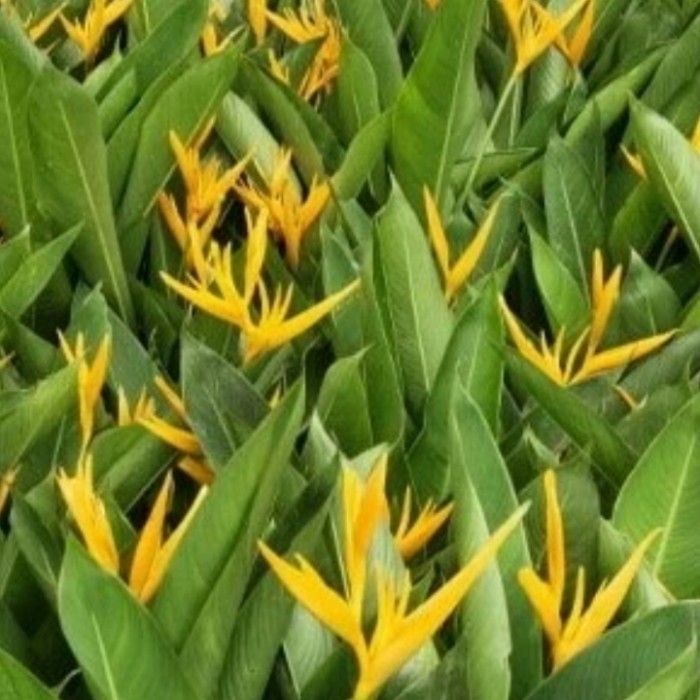 Jual pohon pisang Pisangan bunga kuning/heliconia golden | Shopee Indonesia