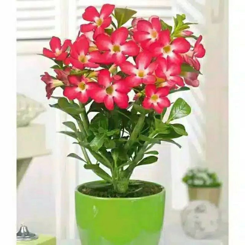 Jual ADENIUM KAMBOJA JEPANG BUNGA TUMPUK//BUNGA PINK STAR | Shopee ...