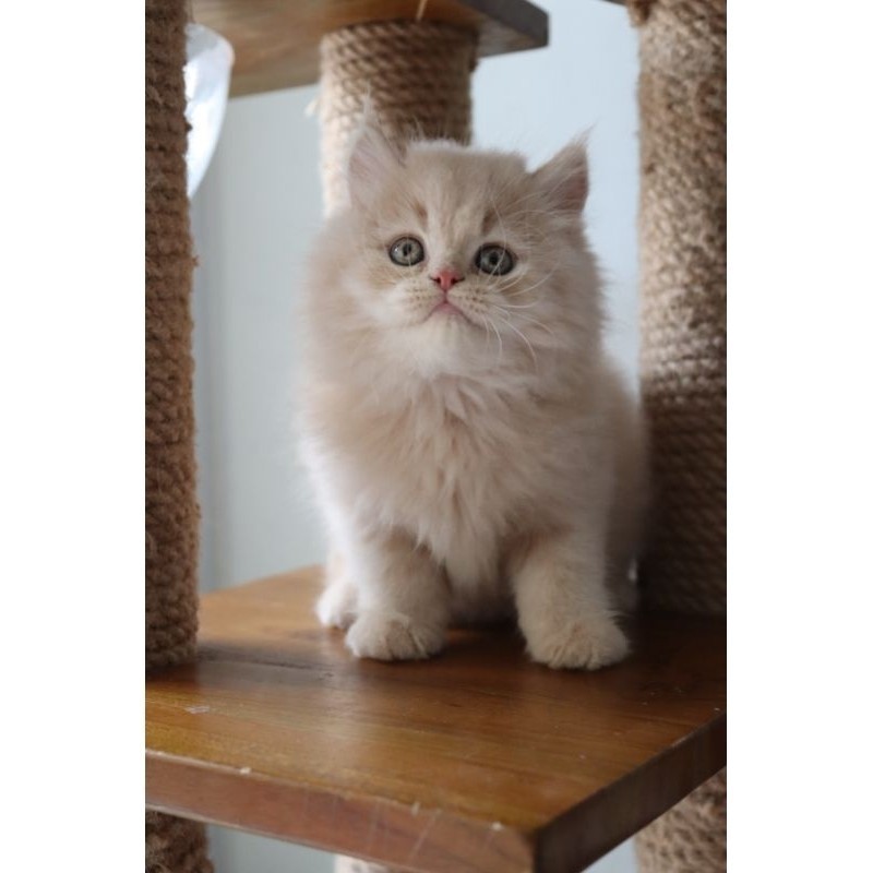 Jual KUCING PERSIA FLATNOSE LONG HAIR BY TAMARACATHOUSE | Shopee Indonesia