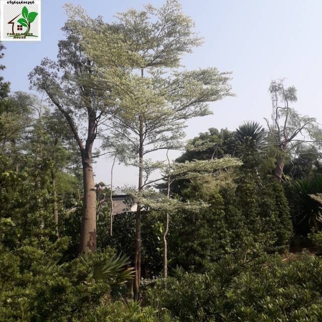 Jual Jual pohon ketapang kencana varigata asli tinggi 4 5 meter ...
