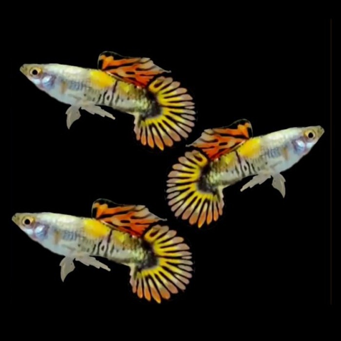 Jual Guppy Yellow Medusa Round Tail / Ikan Hias Air Tawar | Shopee Indonesia
