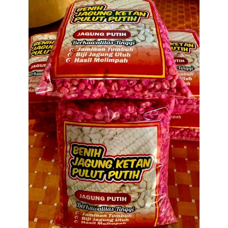 Jual 1 KG BENIH JAGUNG PUTIH | JAGUNG PULUT | JAGUNG KETAN SIAP TANAM ...