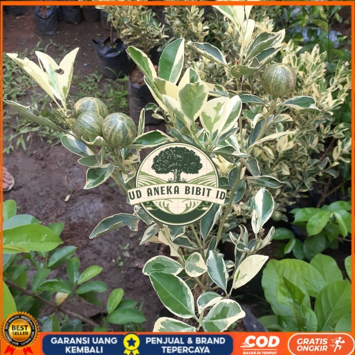 Jual Bibit Jeruk Kasturi/ Kip/ Lemon Cui Varigata Sudah Berbuah Bibit ...