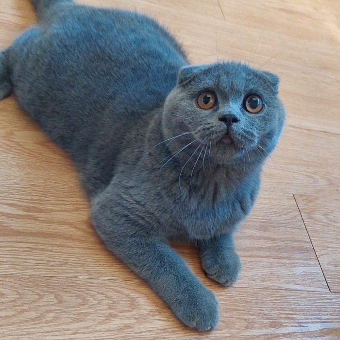 Jual kucing british shorthair / kucing BSH / scotish fold / BSH 8 ...