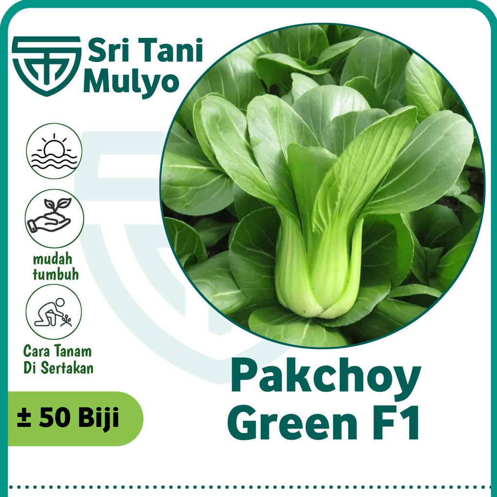 Jual 50 Biji - Benih PAK CHOY GREEN F1 - Import Berkwalitas - Bibit ...
