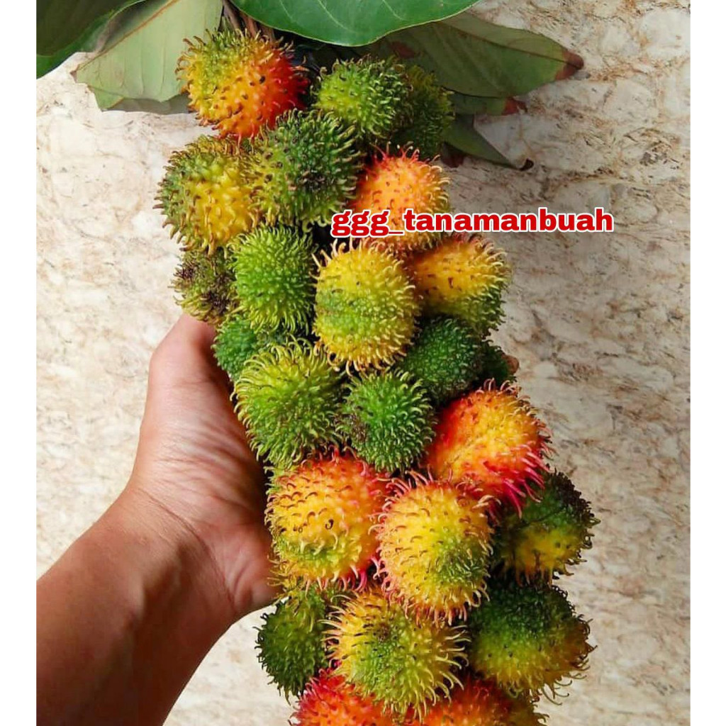 Jual Bibit Rambutan Rapiah Super Cepat Berbuah | Shopee Indonesia