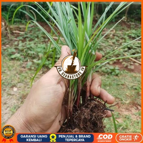 Jual Rumput Teki Segar/Fresh Beserta Umbi Rimpang , Herbal Banyak ...