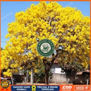 Jual Bibit Bunga Tabebuya Kuning / Pohon Tabebuya Kuning 80cm-1meter ...