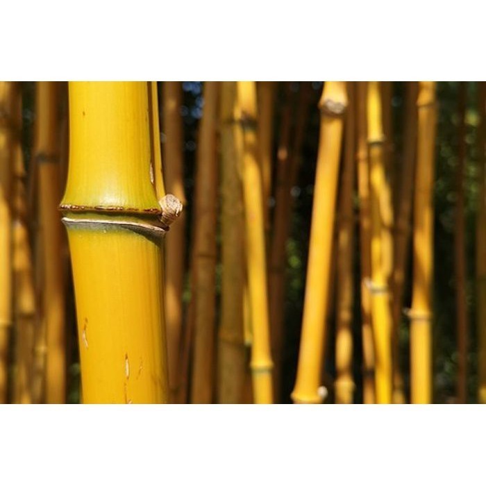 Jual Batang Bambu Kuning Besar perbatang | Shopee Indonesia