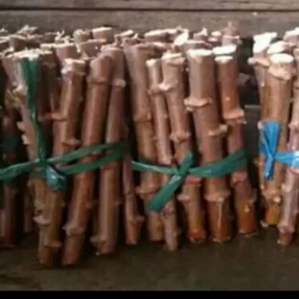 Jual tanaman bibit batang pohon singkong sumbu/singkong roti apuy ...