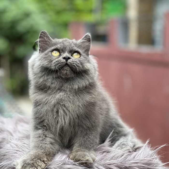 Jual Anak kucing persia 3 bulan lucu dan gembul | Shopee Indonesia