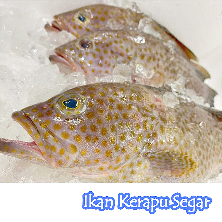 Jual Ikan Kerapu/Kerapu Segar 1KG | Shopee Indonesia