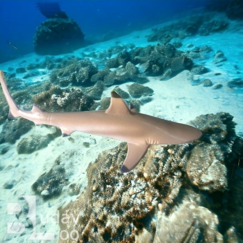 Jual Mainan Miniatur ikan Hiu Karang Black Tip Reef Shark 11 cm Animal ...