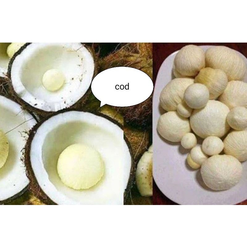 Jual 1 Butir Kentos Kelapa Segar Ukuran Besar | Shopee Indonesia