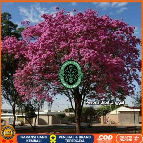 Jual Bibit Bunga Tabebuya Pink Magenta CANTIK / Pohon Tabebuya Pink ...