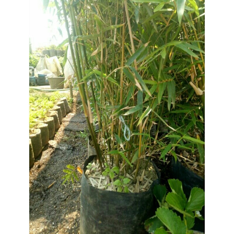 Jual Bambu hias 1 meter rimbun | Shopee Indonesia