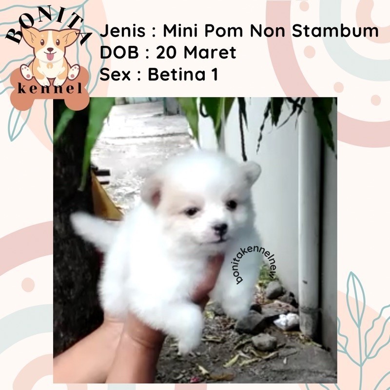 Jual Mini Pom Non Stambum Particolor Sable Anak Anjing Minipom Mini ...