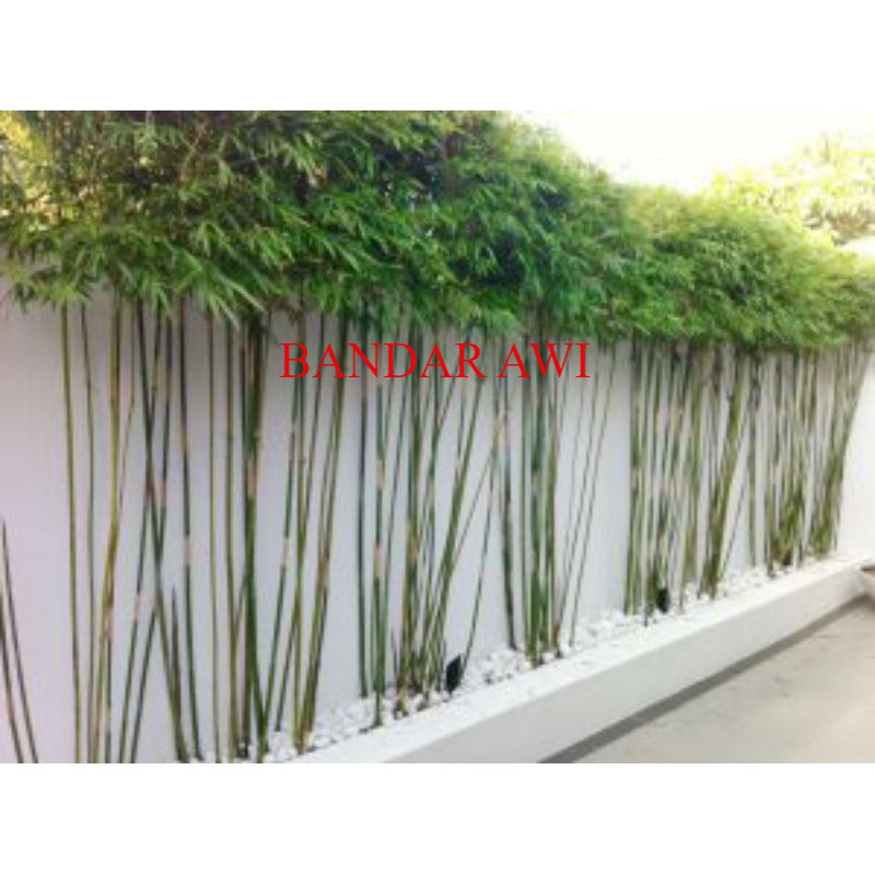 Jual Paket bibit bambu jepang 10 pohon-tanaman hias bambu jepang indoor ...