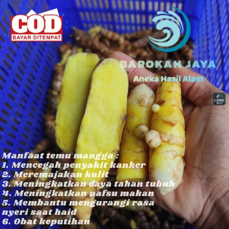 Jual Temu mangga curcuma amada segar 1 kg | Shopee Indonesia