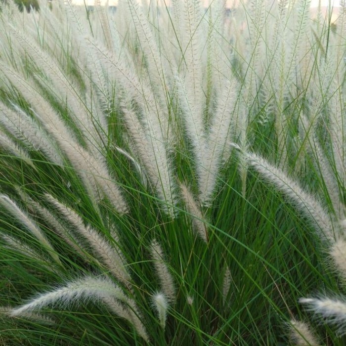 Jual TANAMAN HIAS ALANG-ALANG HIJAU / POHON EKOR KUDA / BUNGA HIAS ...