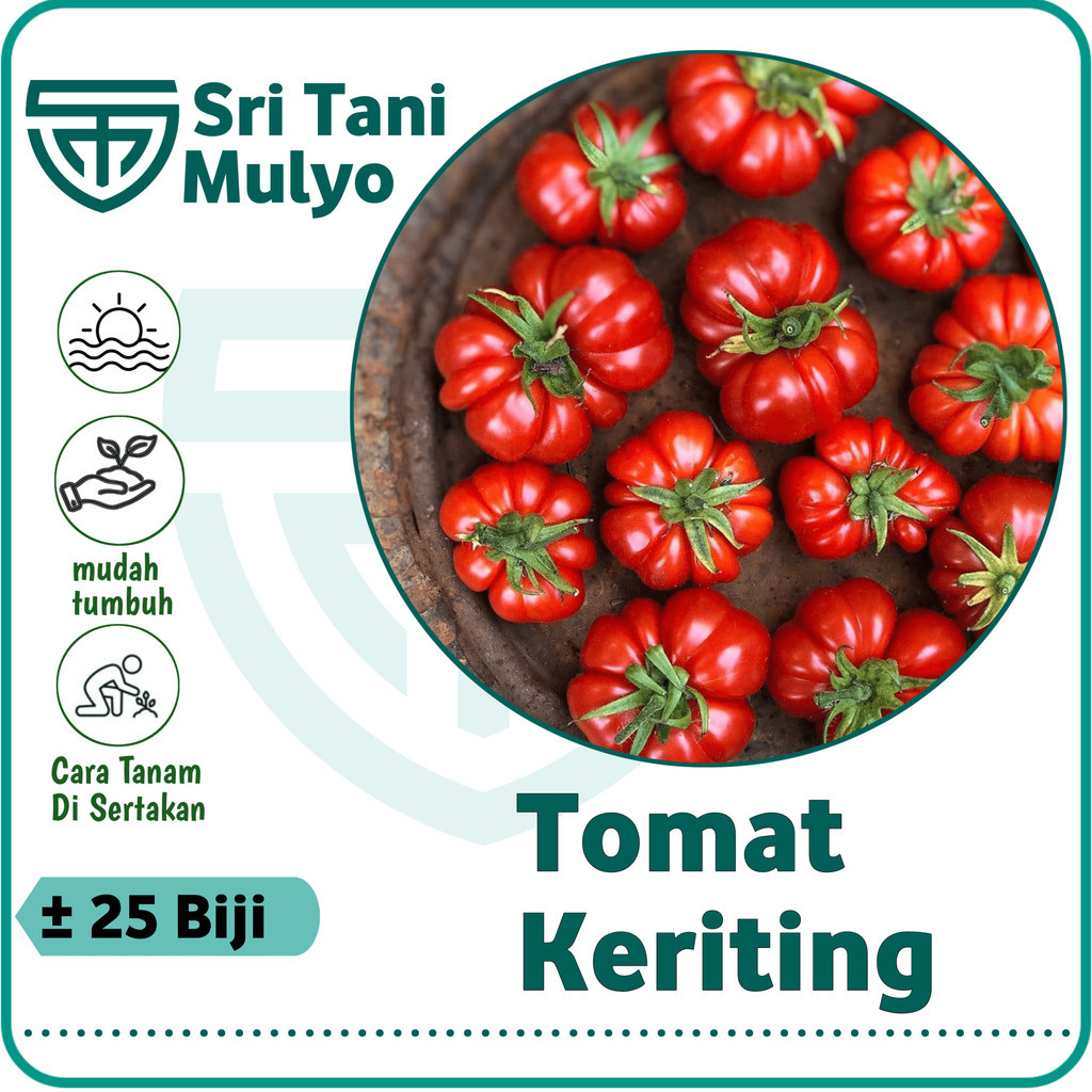 Jual 25 Biji - Benih Tomat Keriting Unggul MAWAR F1 - Bibit Sayuran ...