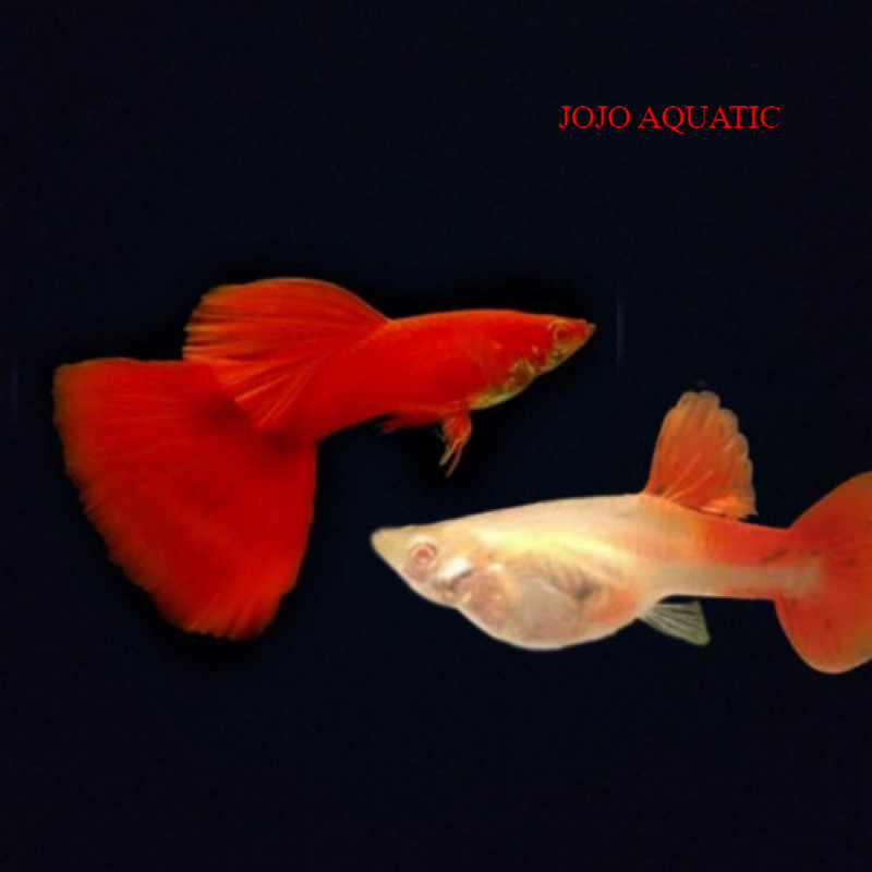 Jual AA hiasan aquarium guppy afr albino full red gupi siap pijah beli 5 bonus 1 | Shopee Indonesia
