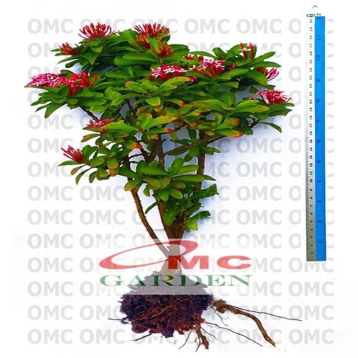 Jual Tanaman Hias Soka Mini Asoka Jepang Ixora Pink Jambon SMP-2030 ...